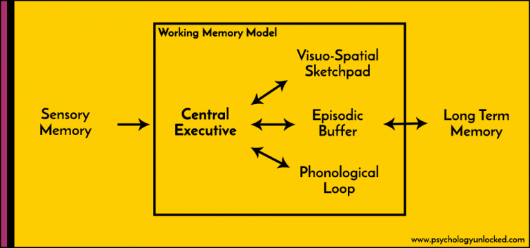 Baddeley & Hitch’s Working Memory Model – Psychology Unlocked
